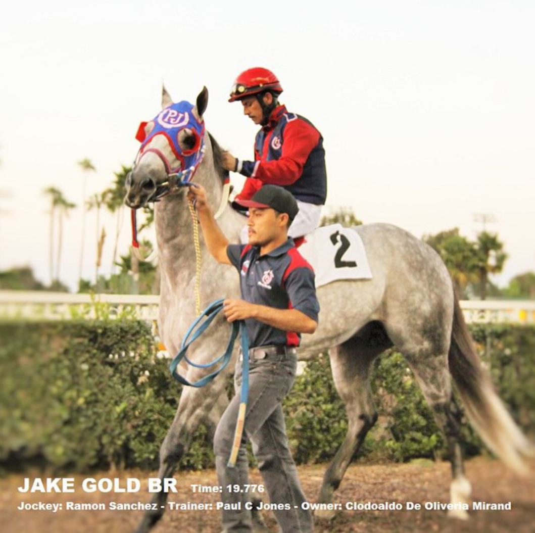 Blog Haras Vista VerdeJake Gold - Blog Haras Vista Verde